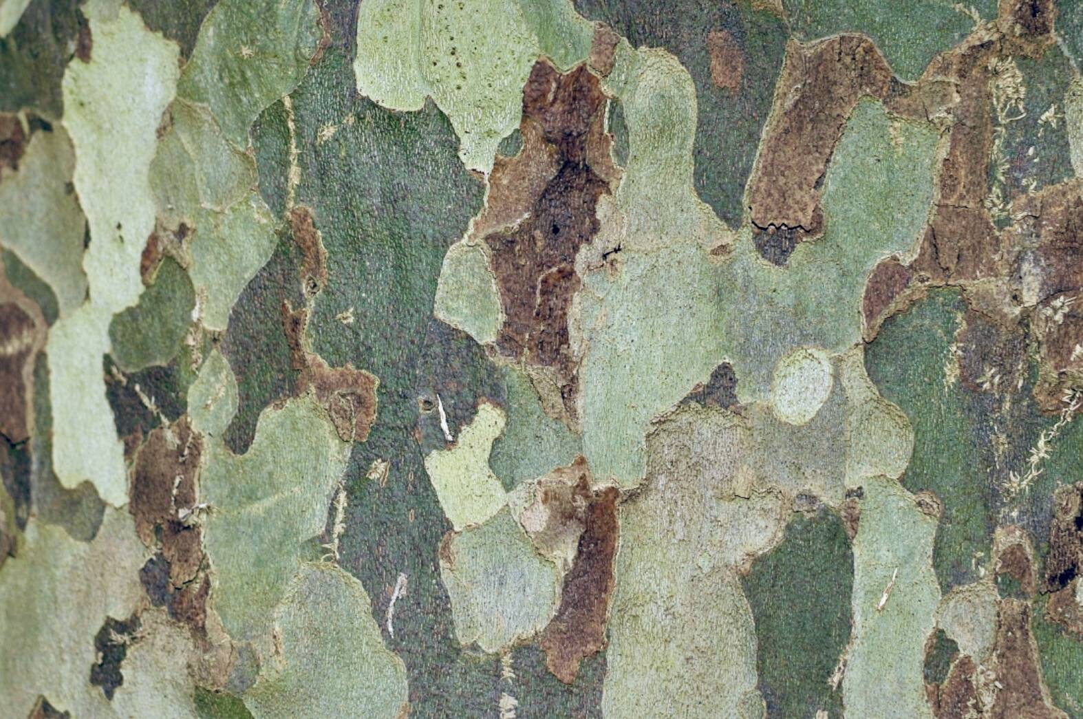 Keep your pants on: Police convince man camouflage trousers OK in B.C ...