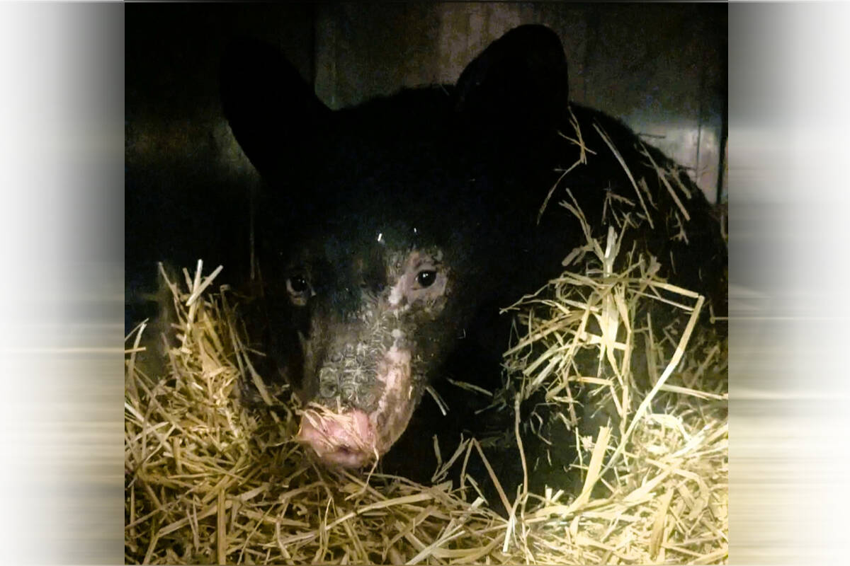 Burned bear cub rescued near Dawson Creek days before Christmas ...